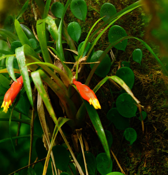 bromeliad | Project Noah