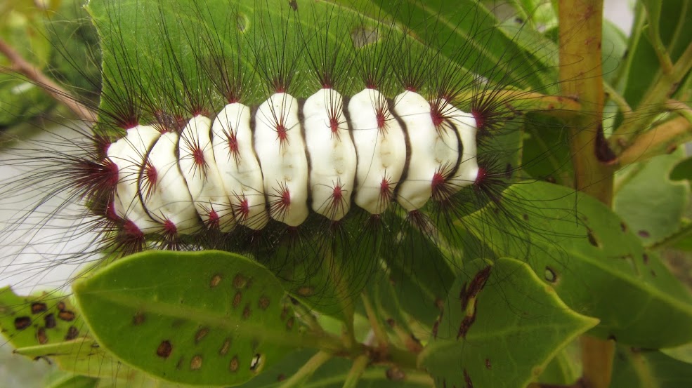 Flannel Moth Caterpillar | Project Noah
