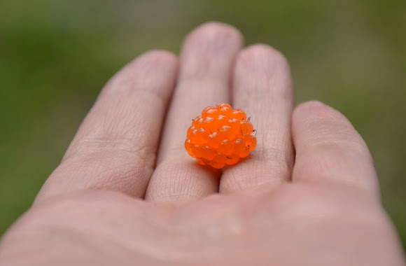 Yellow Himalayan Raspberry | Project Noah