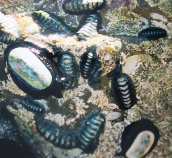 Chiton | Project Noah