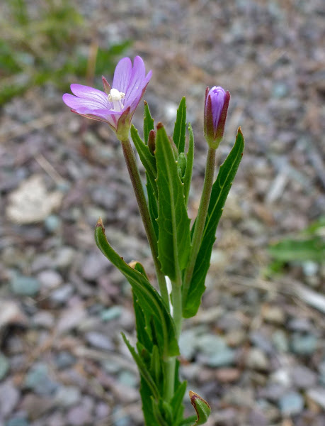 Epilobium | Project Noah