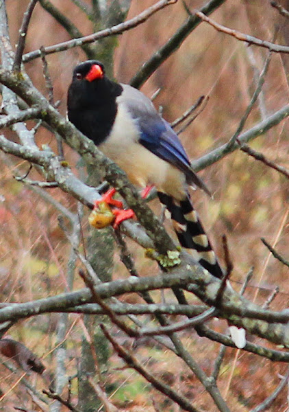 Red-billed Blue Magpie | Project Noah