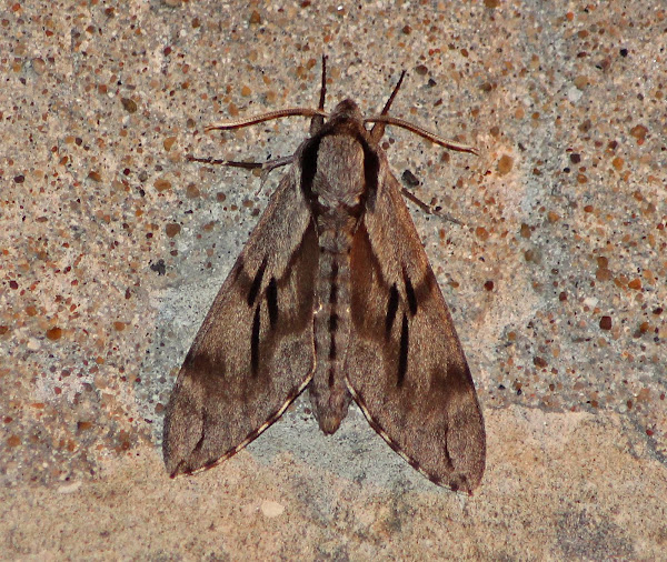 Pine-Hawk moth | Project Noah
