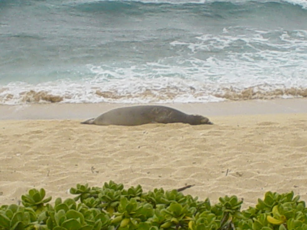 Hawaii Monk Seal | Project Noah