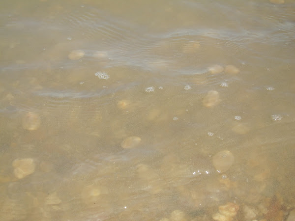 Sea cucumber ( family Molpadiidae) | Project Noah