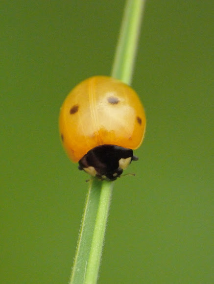 Seven-spotted ladybug (newly emerged) | Project Noah