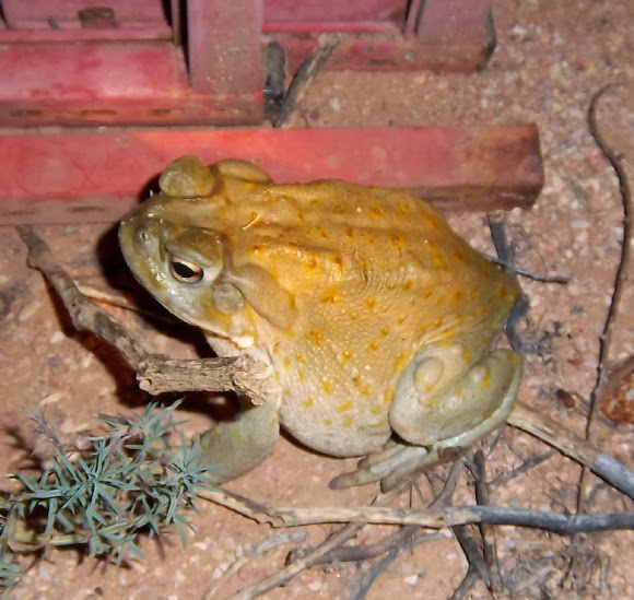 Sonoran Desert toad | Project Noah