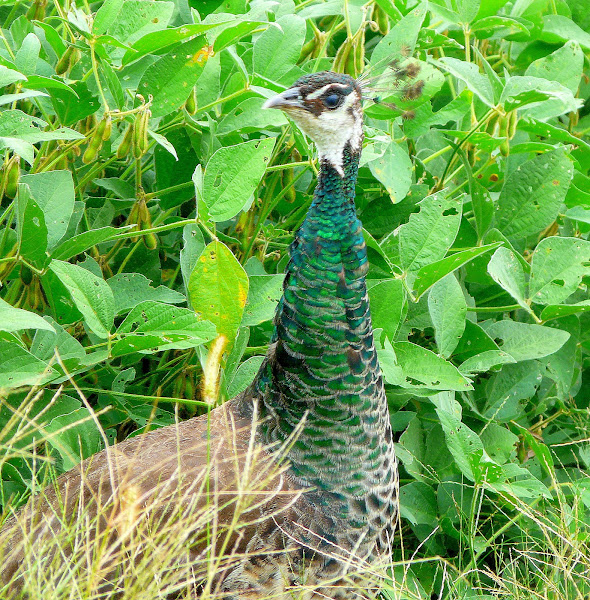 Peapock | Project Noah