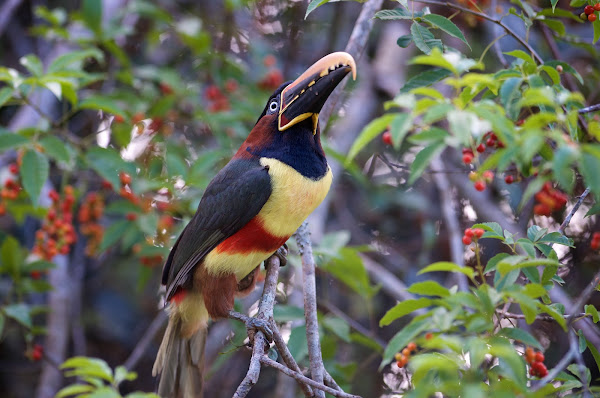 Chestnut-eared aracari | Project Noah
