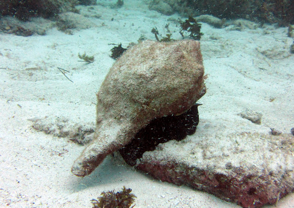 West Indian Chank Shell | Project Noah