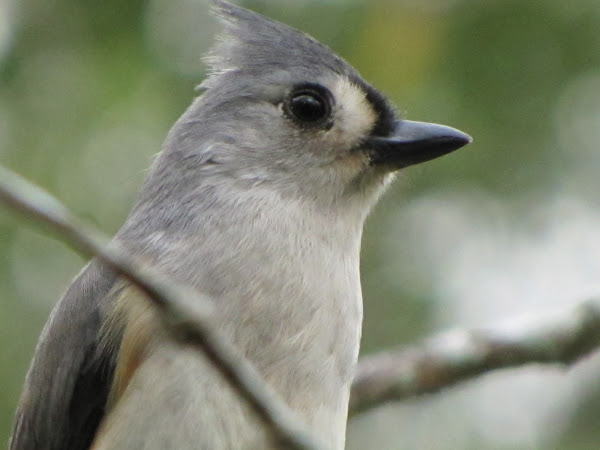 Tufted titmouse | Project Noah