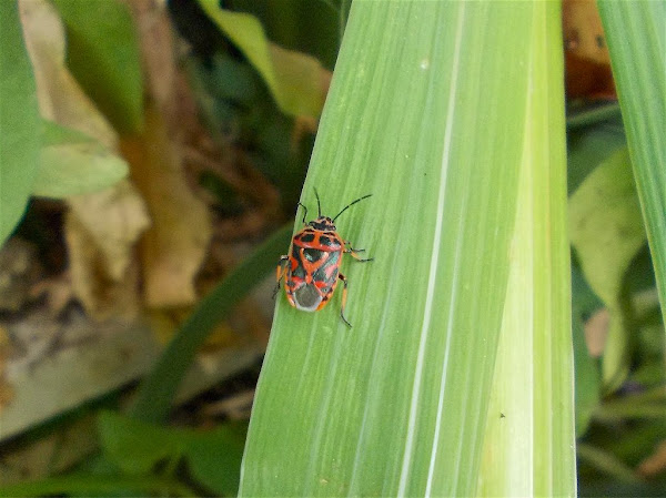 Ornate Shieldbug | Project Noah