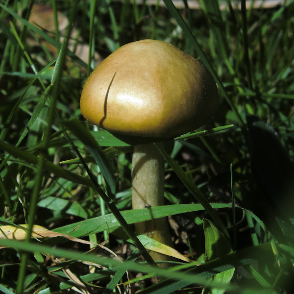 Psilocybe cubensis | Project Noah