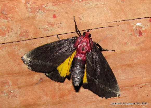 Erebidae | Project Noah