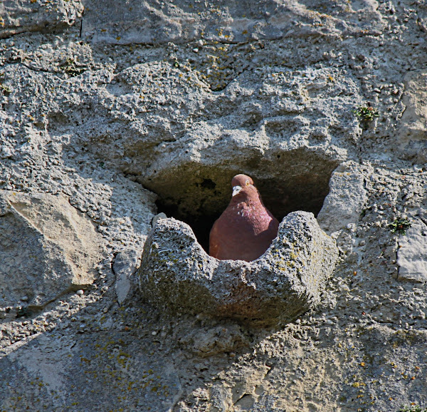Carneau or red Carneau | Project Noah