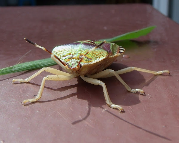 Mattiphus Shield Bug | Project Noah