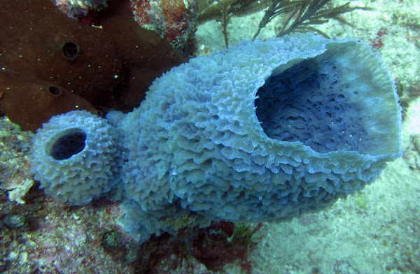 Azure Vase Sponge | Project Noah