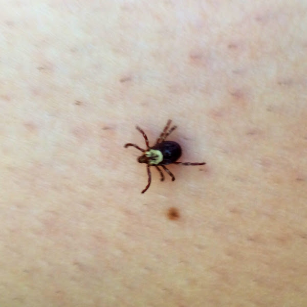 Rocky Mountain Wood Tick | Project Noah