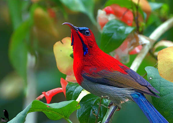 Crimson Sunbird | Project Noah