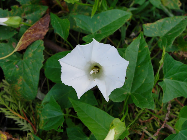 Field Bindweed | Project Noah