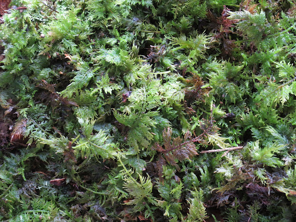 Delicate fern moss | Project Noah