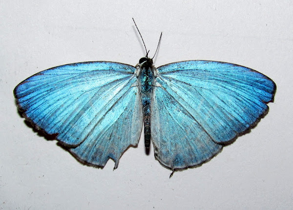 Metallic Cerulean | Project Noah