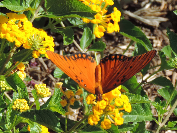 Gulf Fritillary Butterfly | Project Noah