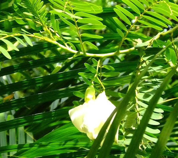 Flamingo bill, | Project Noah