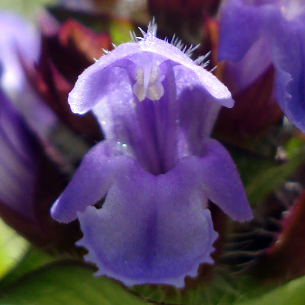 Self heal, Hierba mora | Project Noah