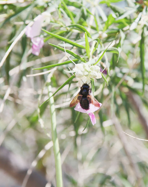 xylocopa (spp) | Project Noah