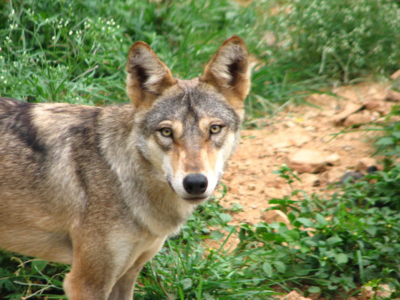 Indian grey wolf | Project Noah