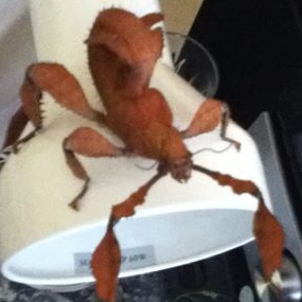 Spiny Leaf Insect | Project Noah