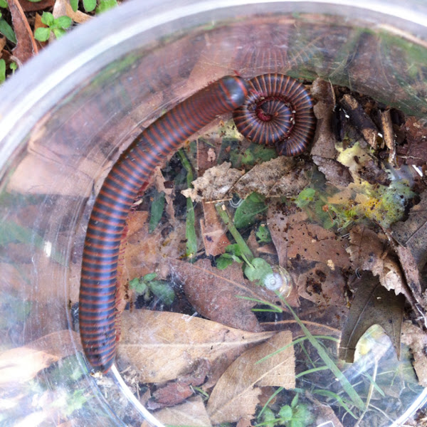 North American Millipede | Project Noah