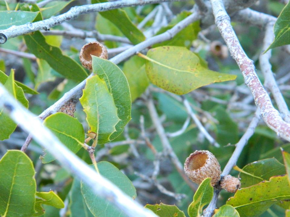 Black Oak- Encino Negro | Project Noah