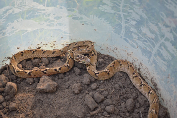 Common cat snake | Project Noah