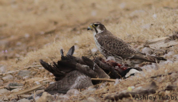 Prairie Falcon eating a Canada Goose | Project Noah