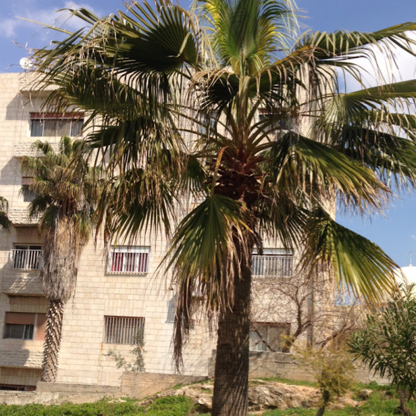 Palm tree | Project Noah