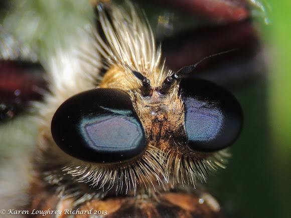 Giant robber fly | Project Noah