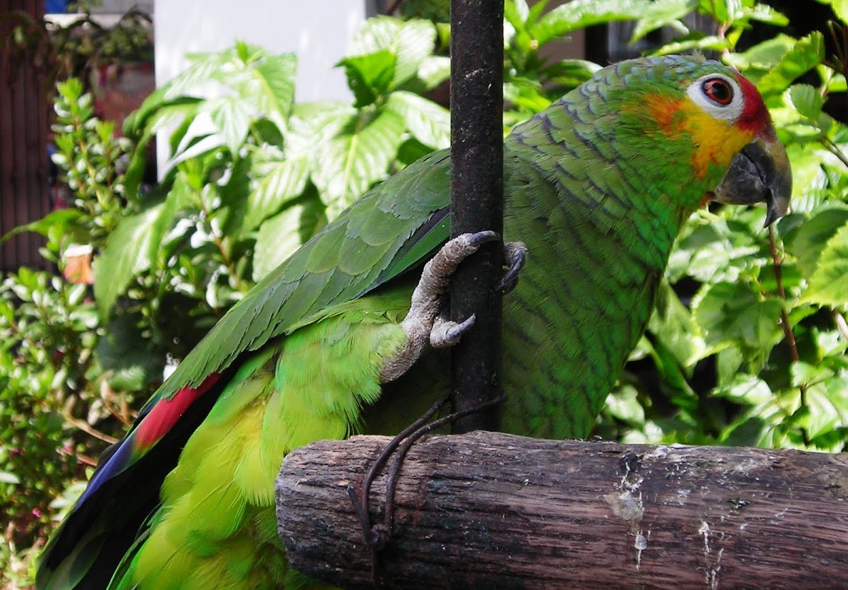 Red-lored Amazon | Project Noah
