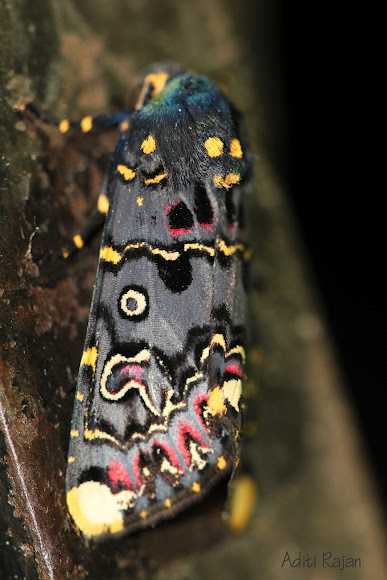 Lily moth | Project Noah