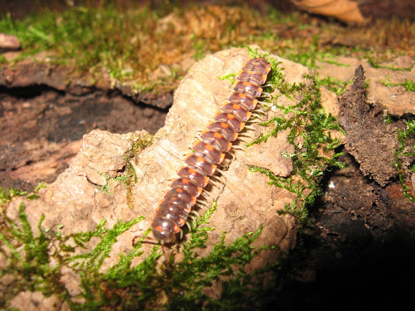 Euryurus Millipede | Project Noah