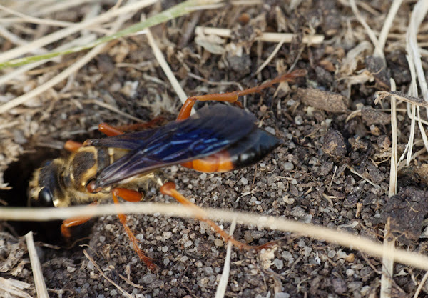 Great golden digger wasp (female excavating a nest) | Project Noah