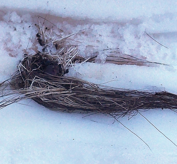 Moose Ticks | Project Noah