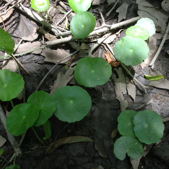 Dollar weed - pennywort | Project Noah