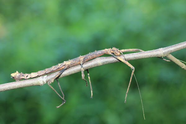 Asian Giant Stick Insect | Project Noah
