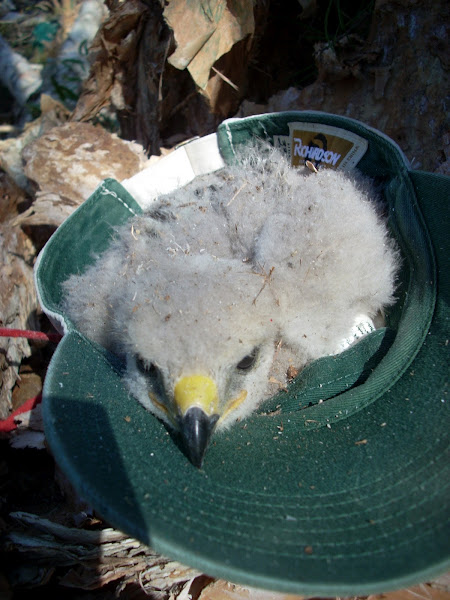 Baby Red-shouldered Hawk | Project Noah