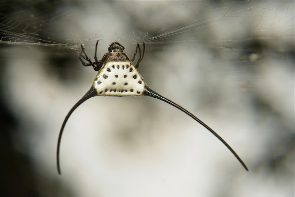 Long-horned Orb-weaver Spider | Project Noah