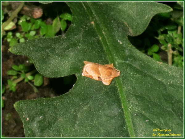 Homona Tortricid Moth | Project Noah