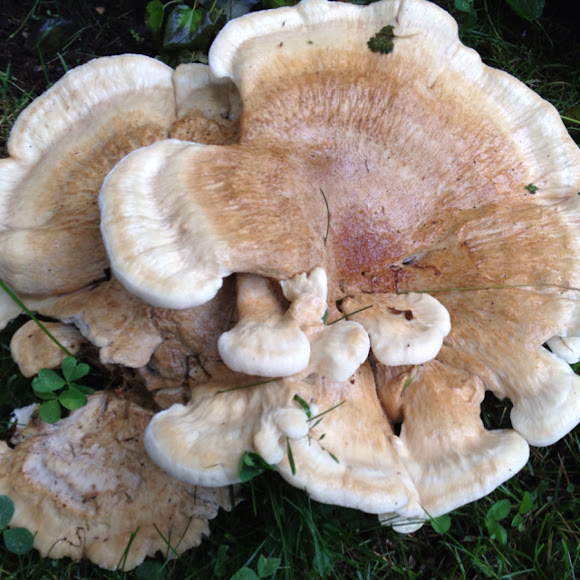 Berkeley's polypore | Project Noah