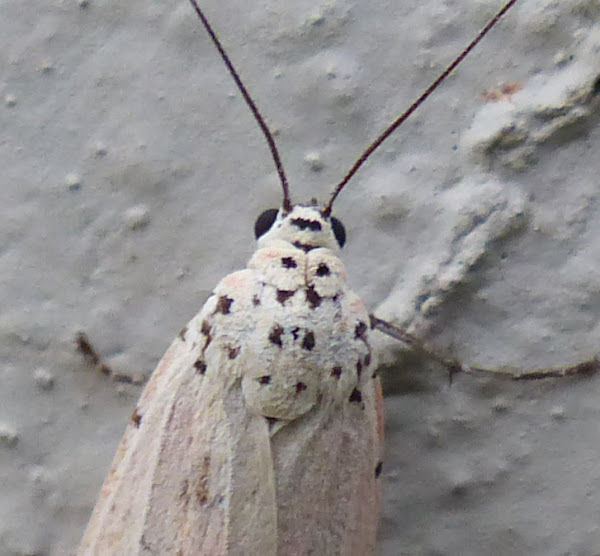Bella Moth, Ornate Moth or Rattlebox Moth | Project Noah